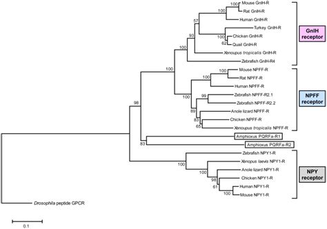 Scale Bar Refers To A Phylogenetic Distance Of 005 Nucleotide