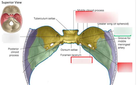 Diagram Of Middle Cranial Fossa Quizlet