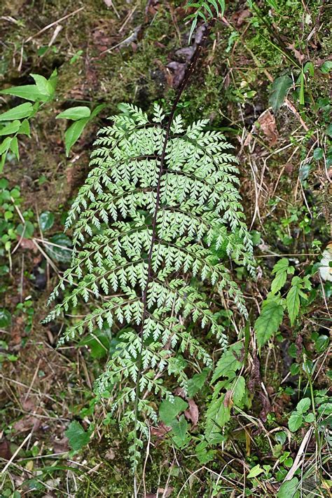 K K Athyrium Foliolosum Flickr