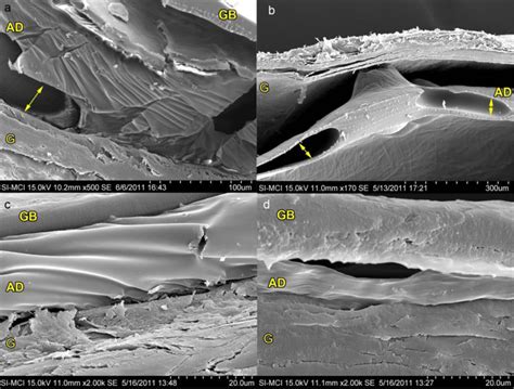 Solvent Borne Adhesives A 20 Acryloid B 72 In Acetone The Arrow