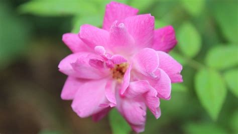 장미 꽃의 근접 촬영 보기 꽃 배경입니다 얕은 Dof 핑크 장미 꽃 장미 정원에서 핑크 장미 상징의 감사와 감사 고 맙 다는 말을 전통적인 방법입니다 0명에 대한 스톡 사진