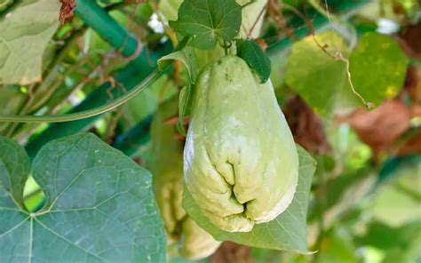 Hướng dẫn cách trồng su su bằng quả tại nhà đúng kỹ thuật