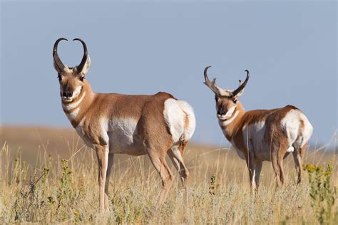 Pronghorn Images Pics Photos And Pictures Of Antelope Antelope Hunting Mule Deer
