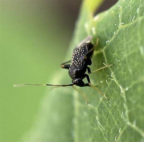 Microtechnites Bractatus Microtechnites Bractatus Bugguidenet