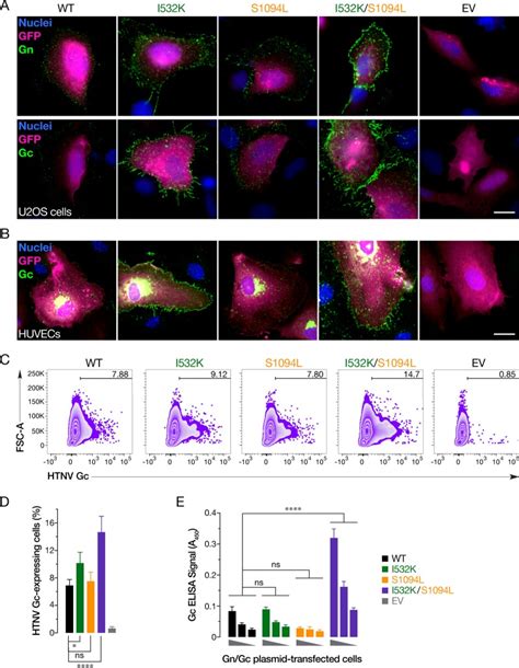 Two Point Mutations In Old World Hantavirus Glycoproteins Afford The