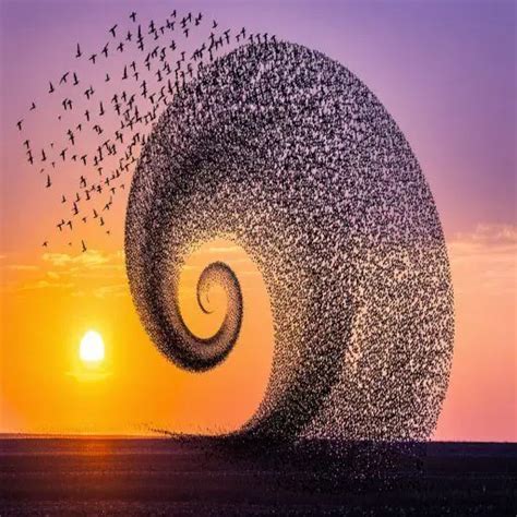 Bird Behavior And Socialization Inside The Secret World Of Feathered