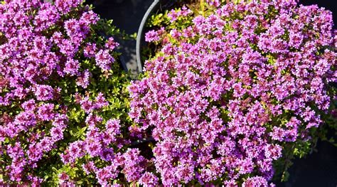 9 Tips For Growing Thyme In Pots Or Containers