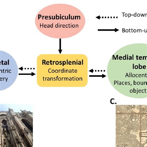 A Key Brain Regions Involved In Spatial Memory Shown As Colored Ovals