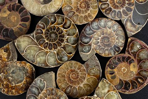 Aaa Genuine Natural Conch Fossil Shell Pendant Whelk Shape Ammonite Top