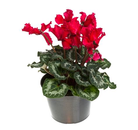 Купить цикламен в горшке 13/30 в Москве с доставкой недорого | Мегацвет24