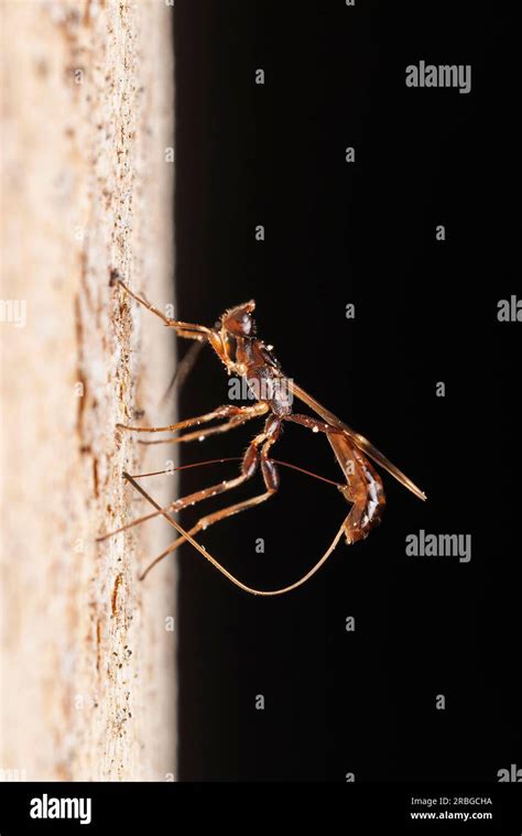 A Female Braconid Wasp Spathius Sp Oviposits Into The Side Of A Dead