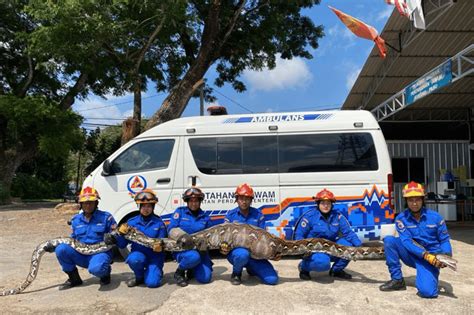 140kg Python Caught In Malaysia After Making A Meal Of Goat The Straits Times