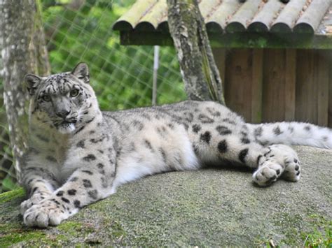 Panthera uncia / Snow leopard in Nordens Ark
