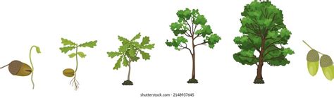 Growth Cycle Tree Images Stock Photos Vectors Shutterstock
