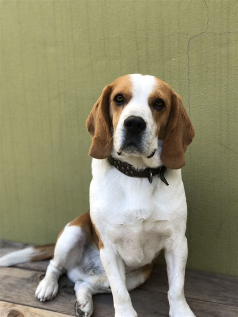Different Types Of Beagles You Should Know Types Of Beagles Every