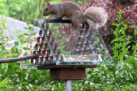 Diy Squirrel Proof Bird Feeder