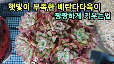 다육이♡ 햇빛이 부족한 베란다다육이 짱짱하게 키우는법💓💓 Youtube