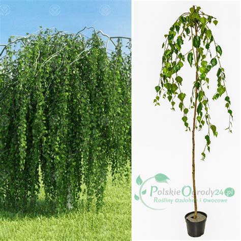 Brzoza Płacząca Youngii Pendula Szczepiona Na Pniu łac Betula Pendula