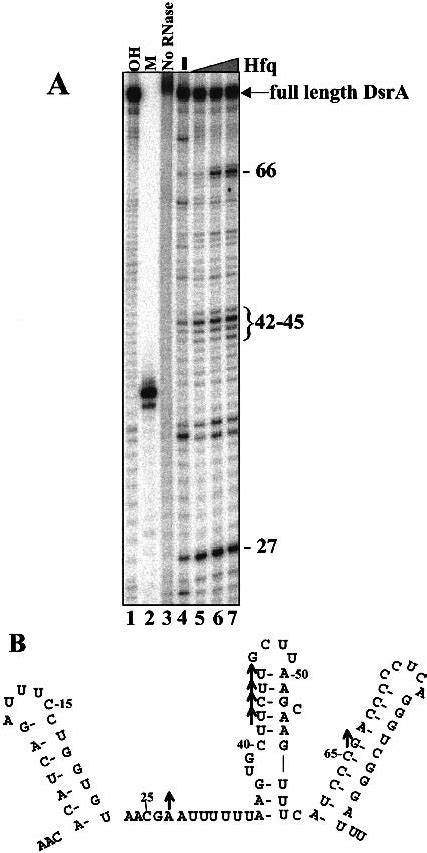 Rnase V 1 Cleavage Of The Dsrahfq Complex Dsra In The Presence Or