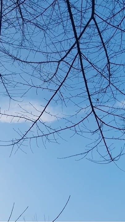 나무와 하늘과 구름 Youtube