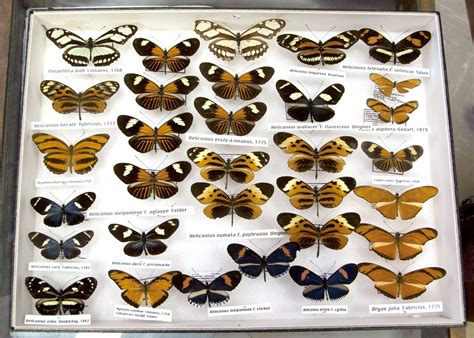 Private Butterfly Donation Enhances Msu Collection Mississippi State