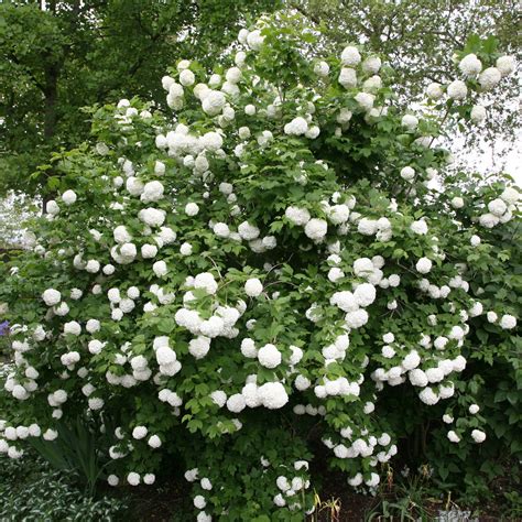 Buy Snowball Tree Syn Viburnum Opulus Sterile Viburnum Opulus