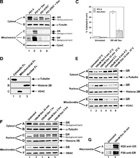 Figure 2 From Role Of Mitochondrial Glucocorticoid Receptor In Glucocorticoid Induced Apoptosis