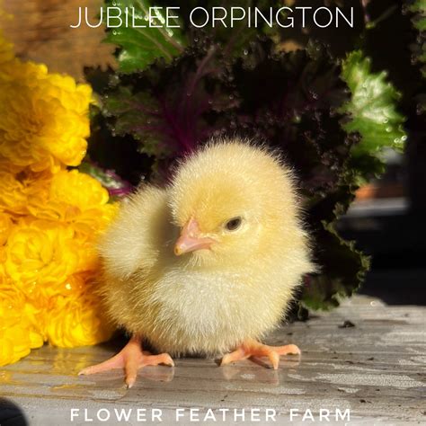 Jubilee Orpington Chicks Available Year Round At Flower Feather Farm