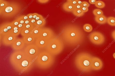 Colonies Of Staphylococcus Aureus Bacteria Illustration Stock Image