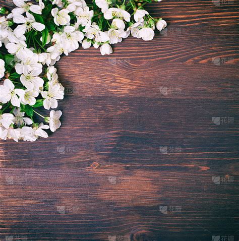 一棵开白花的樱桃树的花枝