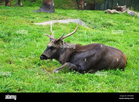 Mature Sambar Deer Rests In The Grass At The Motithang Takin Preserve In Thimphu Bhutan They