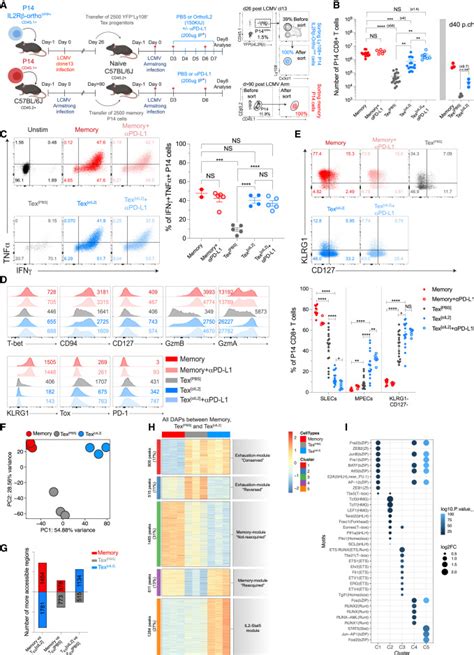 Stat5 Opposes The Transcription Factor Tox And Rewires Exhausted Cd8 T Cells Toward Durable