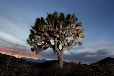 Joshua Tree Height At Williams Abney Blog