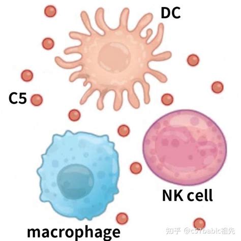 免疫缺陷小鼠全面盘点：从免疫缺陷小鼠发展历史到选择方法 知乎