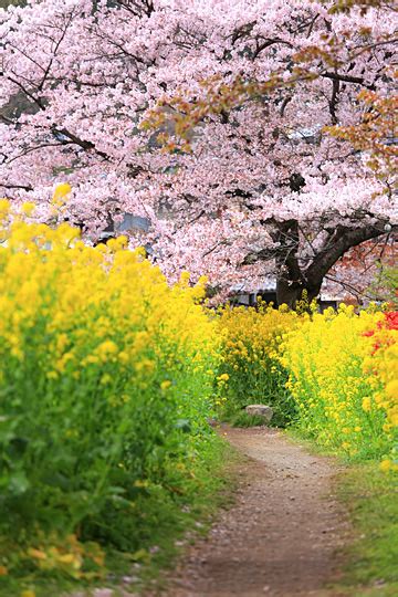 山科疏水 桜