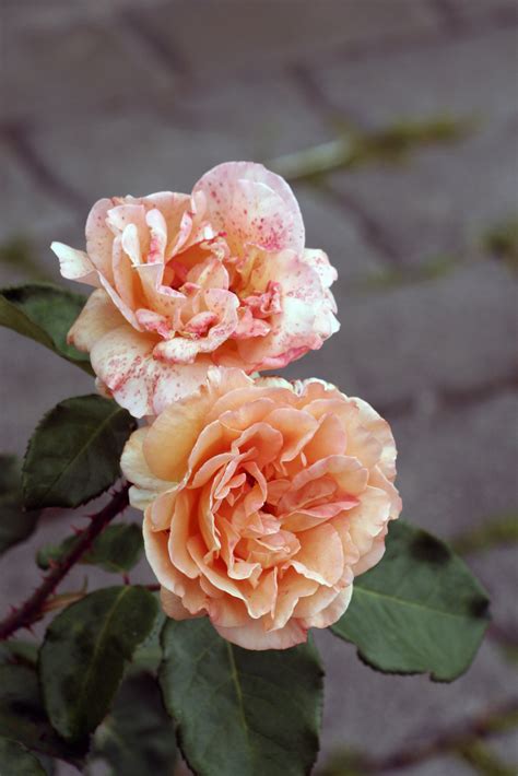 무료 이미지 자연 꽃잎 장미 꽃 담홍색 플로라 관목 플로리 분다 아름다운 꽃 꽃 피는 식물 정원 장미 장미 가족 육상 식물 로사 센티 폴리아