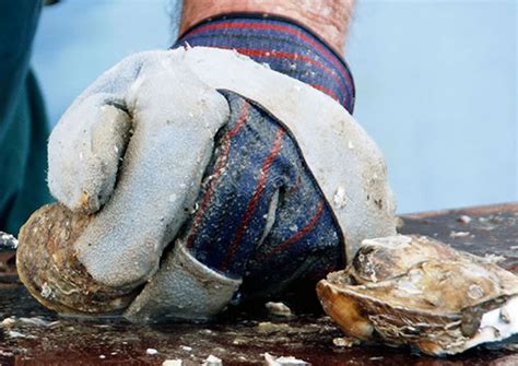 Shellfish Nsw Food Authority