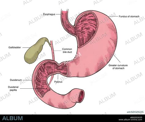 Anatomy Of Stomach And Duodenum Medicinebtgcom