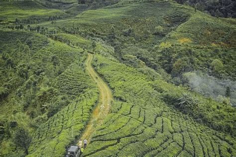 Wisata Kebun Teh Sirah Kencong Blitar Tempat Terbaik Untuk Healing