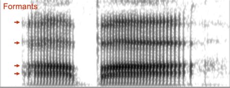 Acoustics And Perception Final Flashcards Quizlet