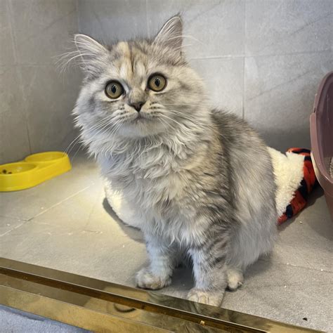 브리티시 롱 헤어 보리 시베리안허스키 비숑분양가 포메 그레이하운드분양 광주애견샵 폼스키 유기견무료입양 위례강아지분양 강아지입양 고양이입양 도그마루 보호소 펫샵