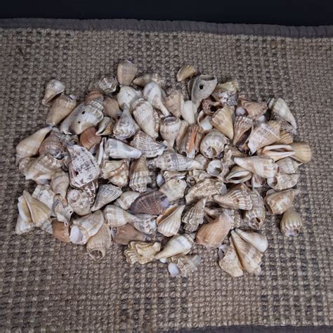 Assorted Seashells Etsy