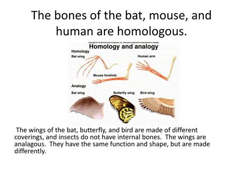 Ppt Homologous Vs Analogous Structures Powerpoint Presentation Free