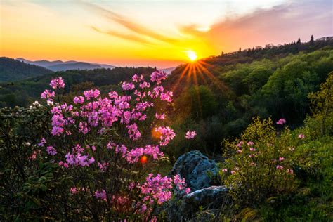 Guide To Wildflowers In Western North Carolina Altamont Property Group