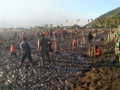 Tanam Mangrove Cegah Abrasi Pantai EDITOR I News