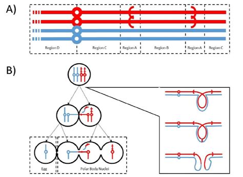 10000印刷√ Single And Double Crossover Recombination 151748 Single And