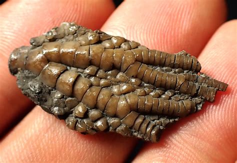 Small Detailed 3d Crinoid Head Fossil 35 Mm Jurassic Coast Fossils