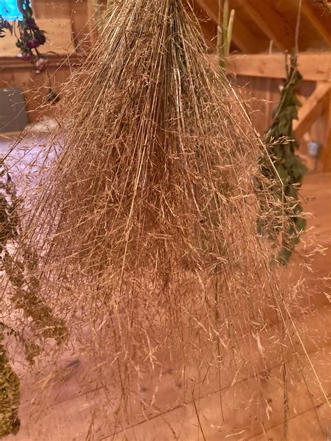Dried Switchgrass Panicum Virgatum 13 18 Inches Dried Grass Dried