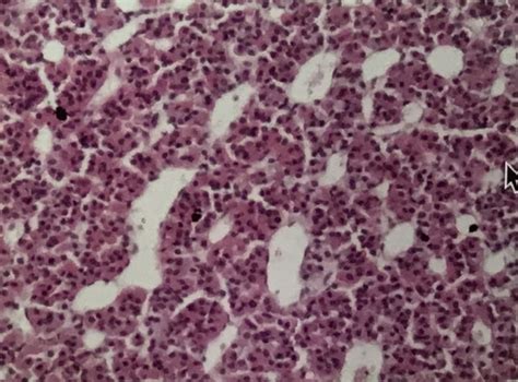 Histology Flashcards Quizlet