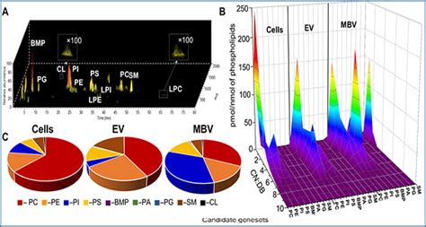 Researchers Characterize A Novel Type Of Extracellular Vesicles